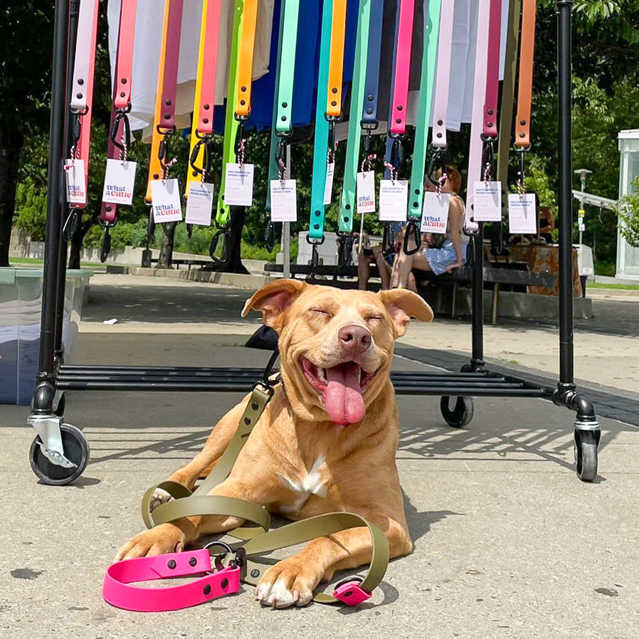 What a Cutie | Pet Accessories